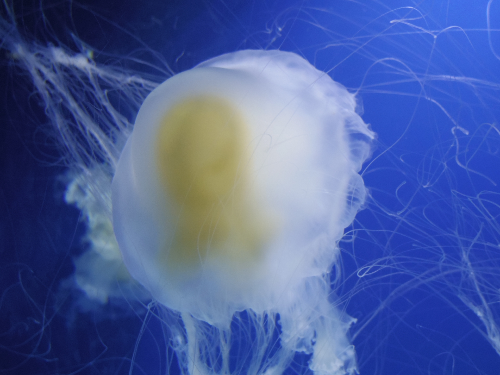 頭が透明な深海魚, macropinna microstoma – TKSR